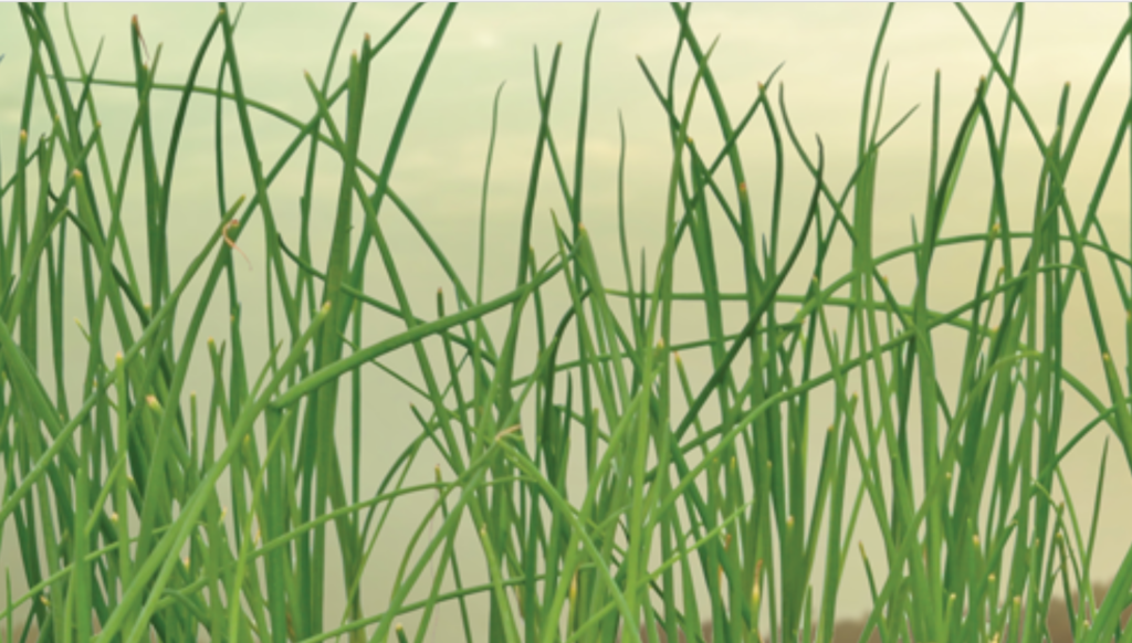 Top Agricultural Machinery Manufacturer In India IndianCompanies in top-agricultural-machinery-manufacturer-in-india-indiancompanies-in